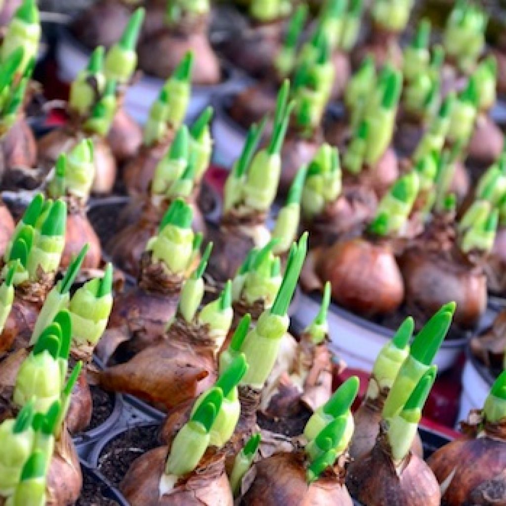 Das Pflanzenland | Lieber gleich zum Praskac - Ihr Online Shop