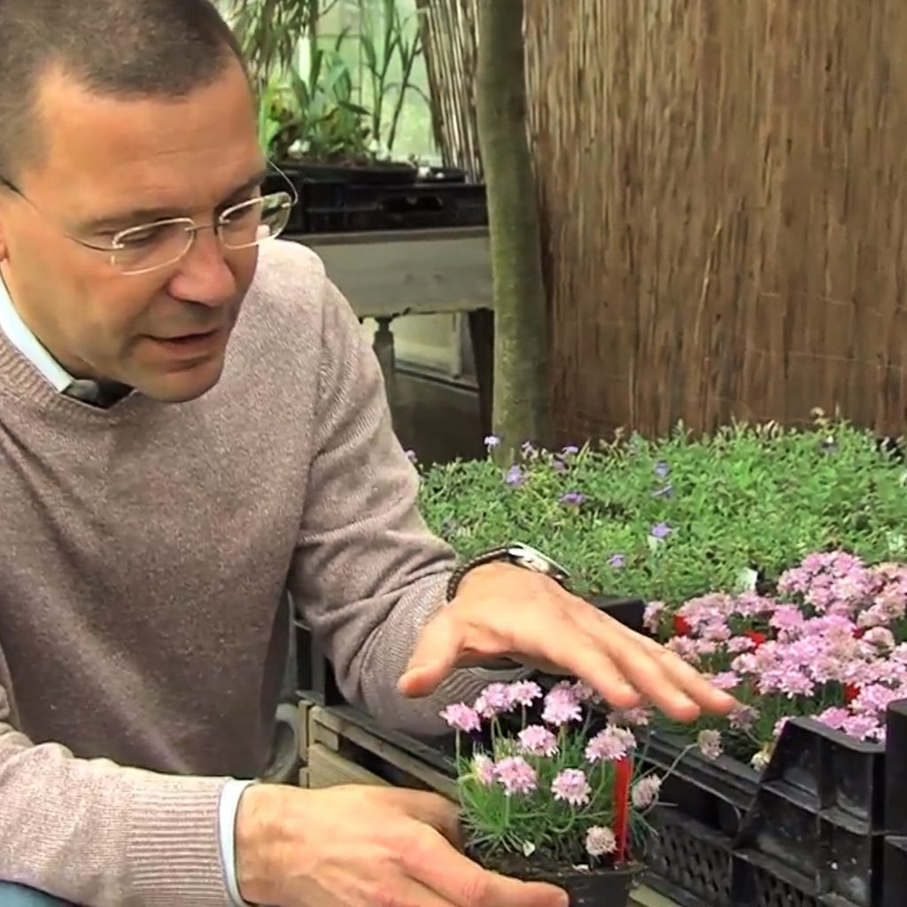 Gleichwertiger-Ersatz | Praskac Pflanzenland