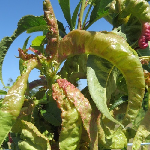 Krankheiten an Obstbäumen - Praskac Pflanzenland