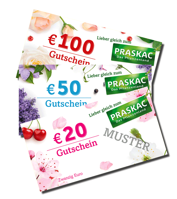 Obstbäume kaufen und die richtige Sorte für sich finden