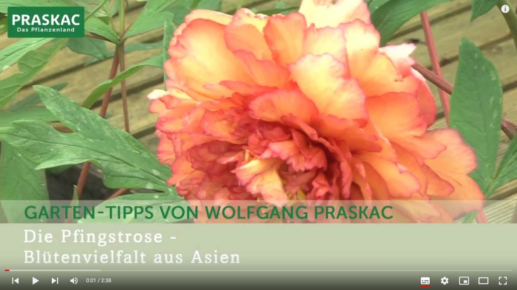 Das Pflanzenland | Lieber gleich zum Praskac - Ihr Online Shop