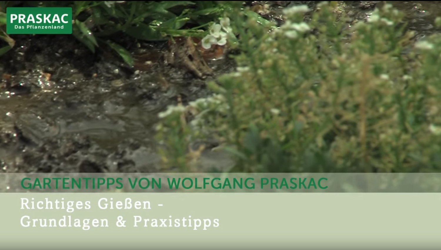 Das Pflanzenland | Lieber gleich zum Praskac - Ihr Online Shop