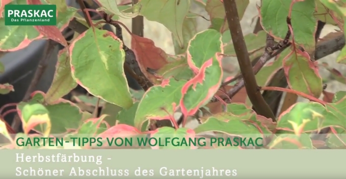 Das Pflanzenland | Lieber gleich zum Praskac - Ihr Online Shop