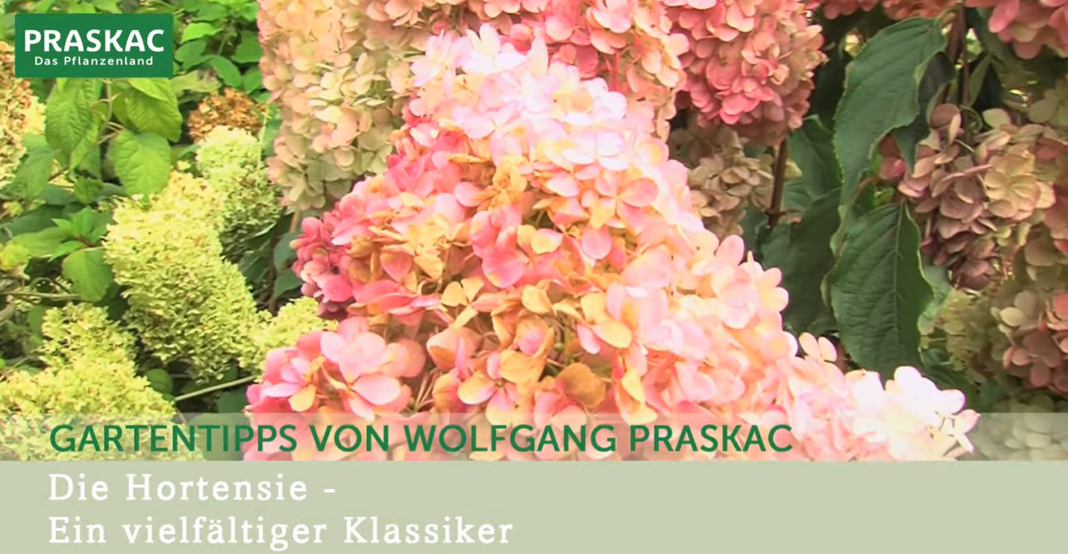 Das Pflanzenland | Lieber gleich zum Praskac - Ihr Online Shop