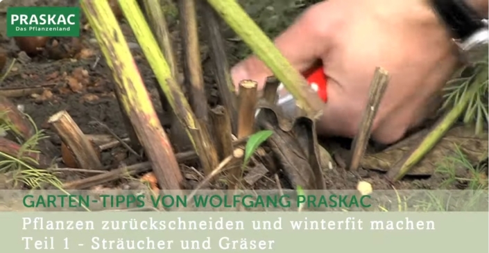 Das Pflanzenland | Lieber gleich zum Praskac - Ihr Online Shop