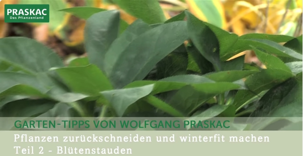 Das Pflanzenland | Lieber gleich zum Praskac - Ihr Online Shop