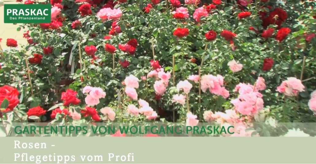 Das Pflanzenland | Lieber gleich zum Praskac - Ihr Online Shop